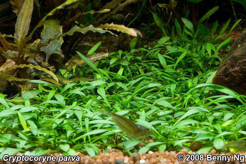 Cryptocoryne Parva Carpet