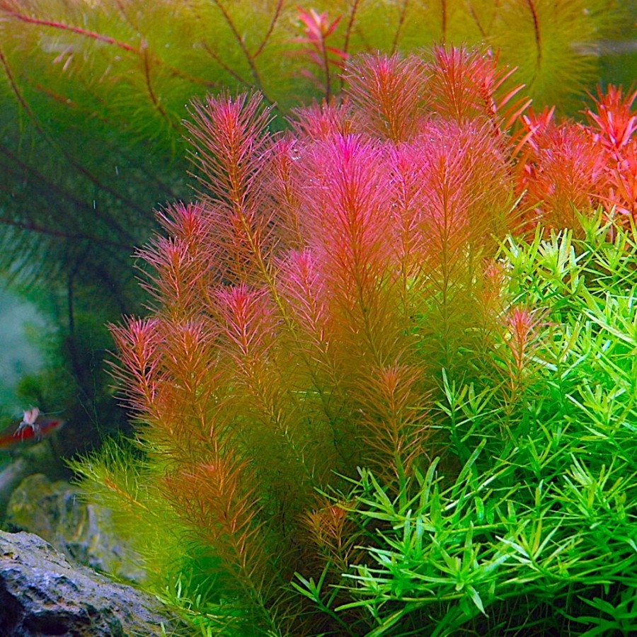 Rotala Wallichii