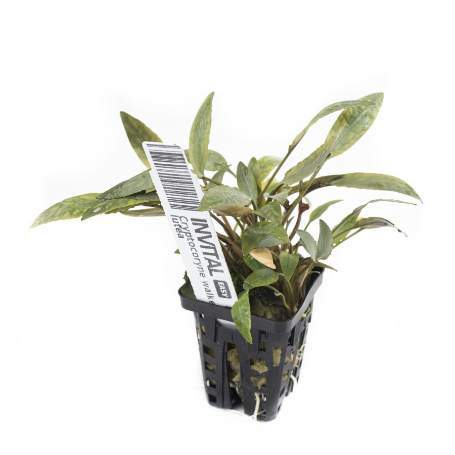 Cryptocoryne Walkeri Lutea