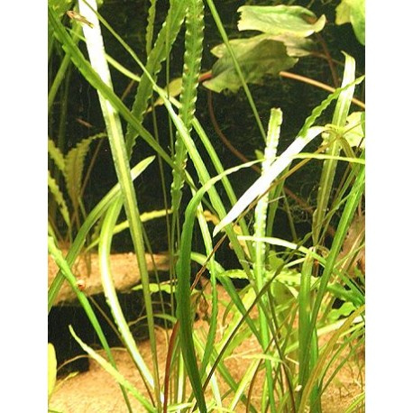 Cryptocoryne Retrospiralis