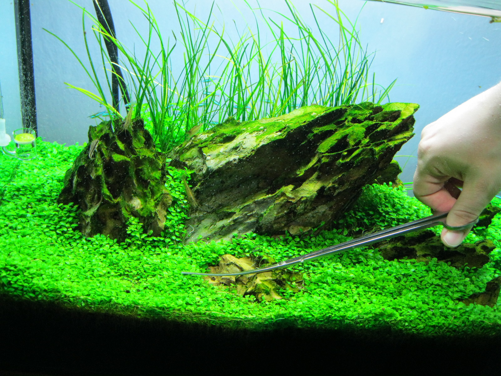 Glossostigma elatinoides